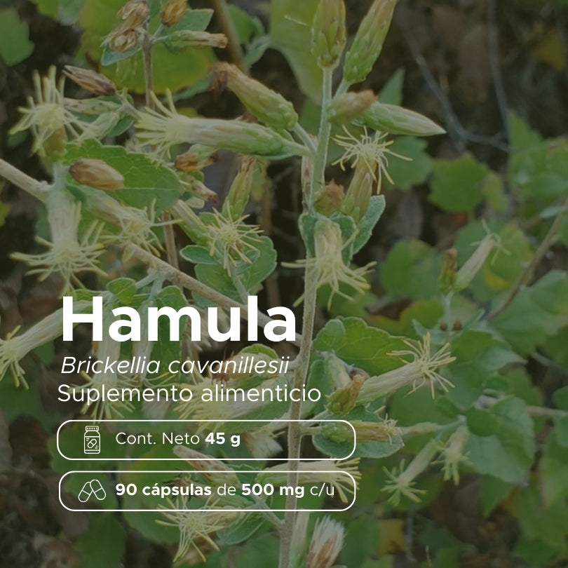 Hamula · 90 caps – Pacalli